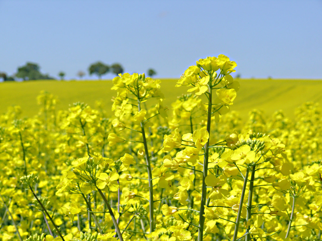 Main-sub – Rapeseed | TBC Ingredients ApS