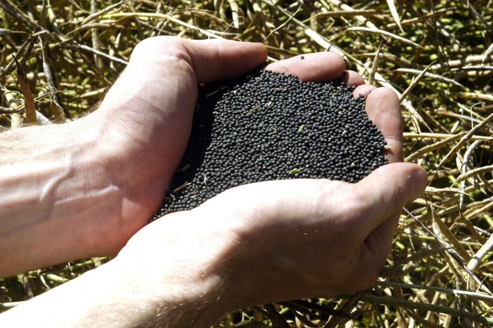 Main-sub – Rapeseed | TBC Ingredients ApS